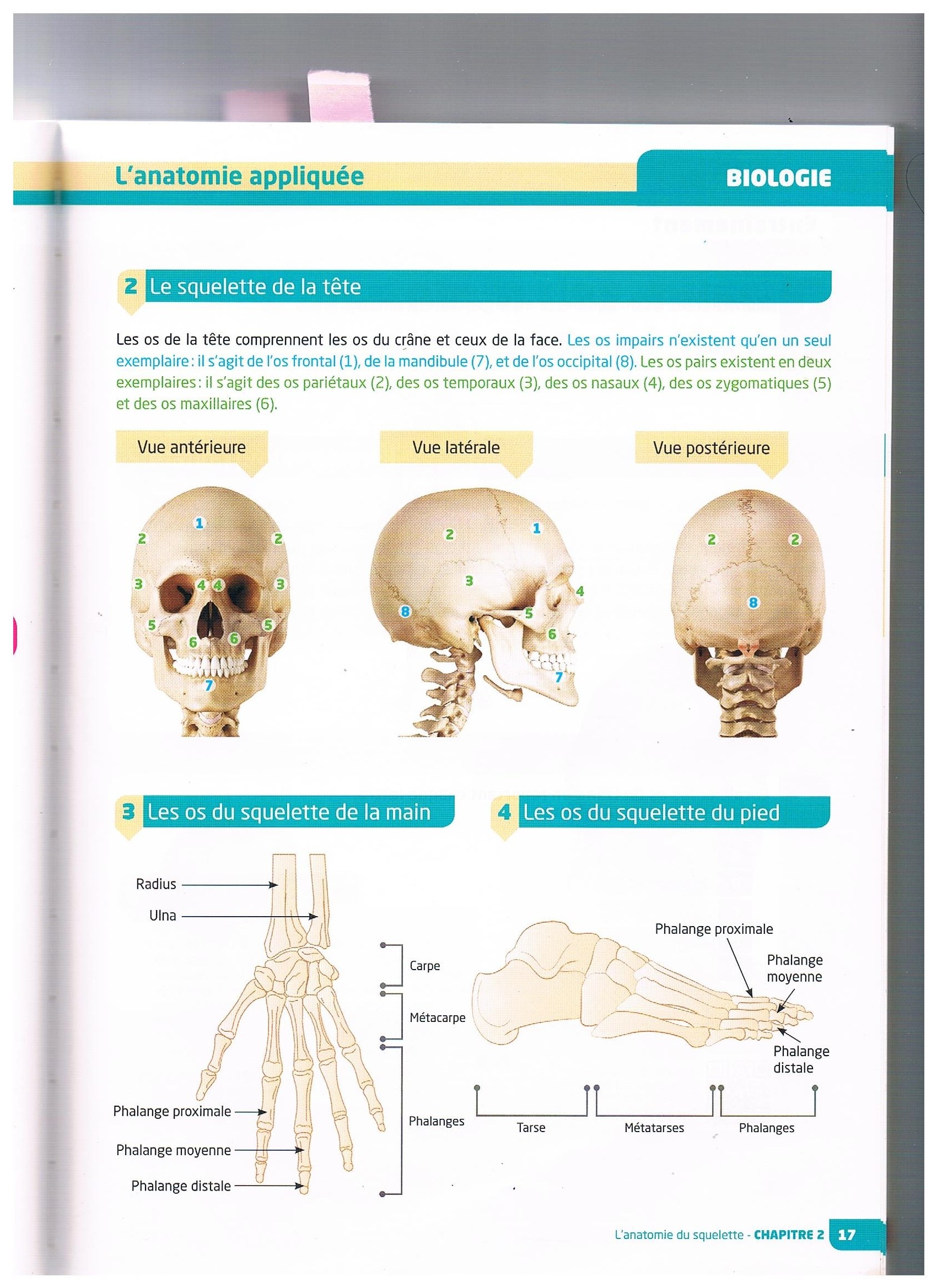 L'anatomie appliquée en CAP esthétique - Justmathilde