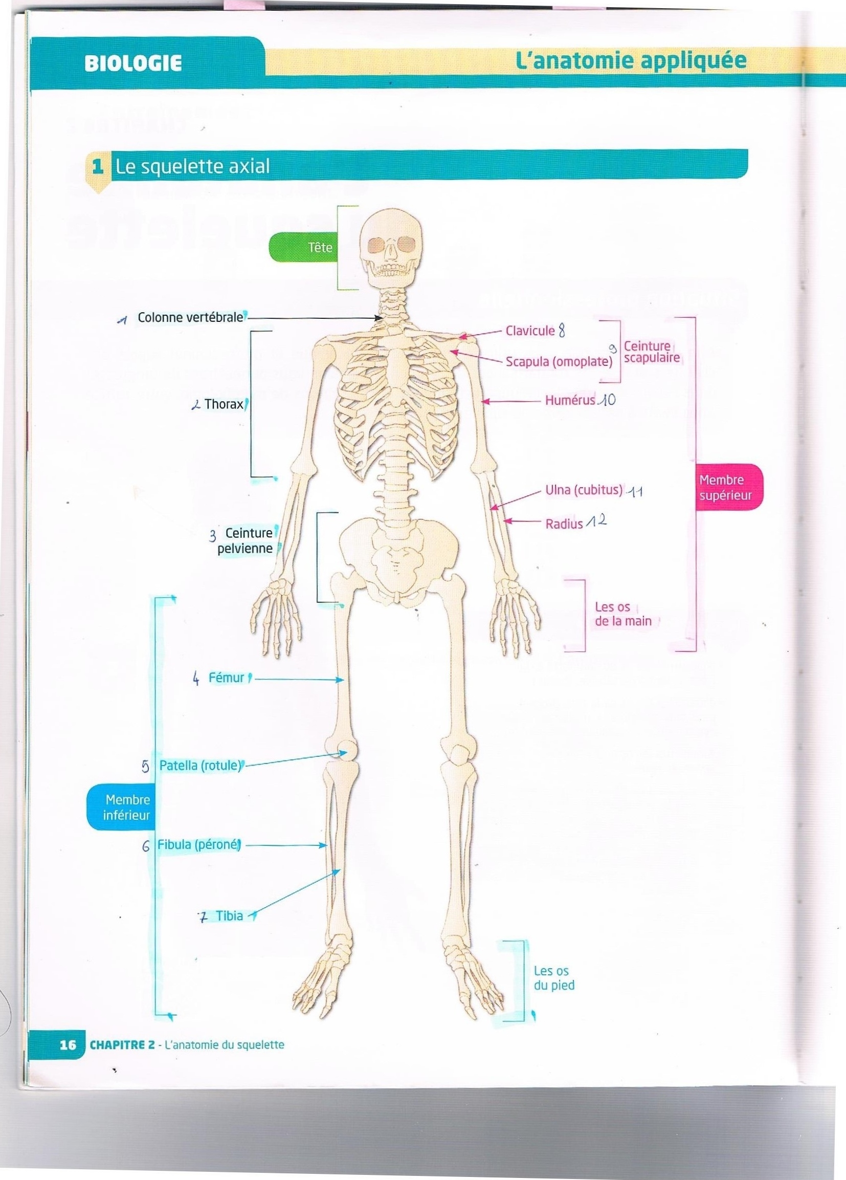 L'anatomie appliquée en CAP esthétique - Justmathilde